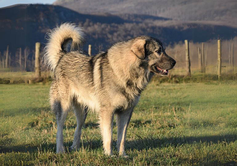 Yugoslavian Shepherd Dog Sharplanina Breeds